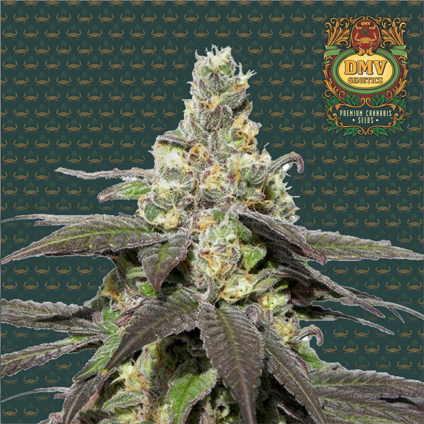 WeddingCake – DMV GENETICS